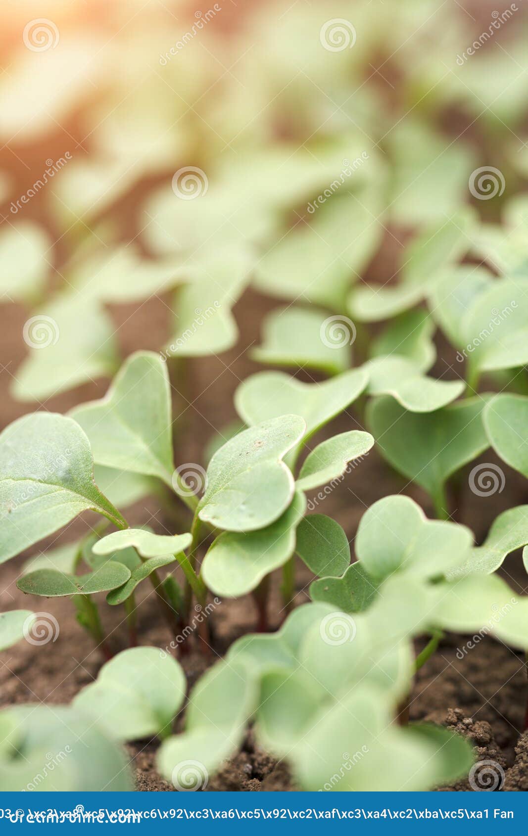 Radish Seedlings in Spring Outdoors Stock Image - Image of agriculture ...