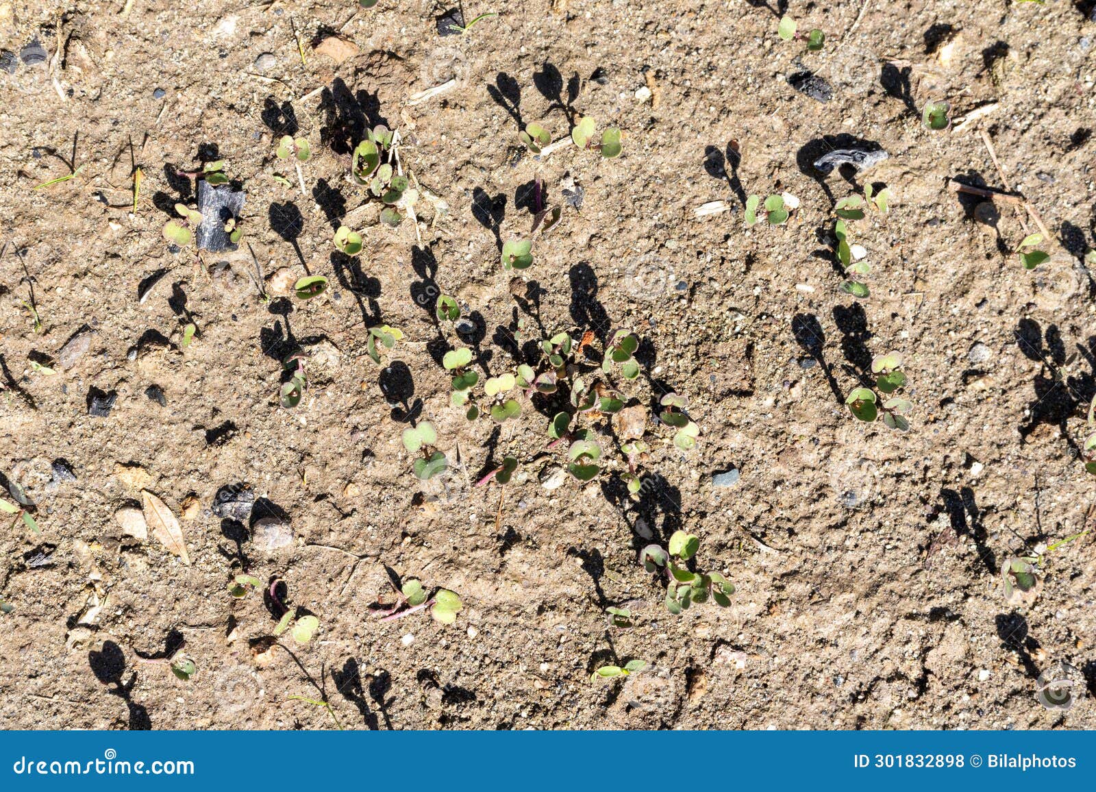 Radish Seeds Germinate Top View Stock Photo - Image of seeds ...