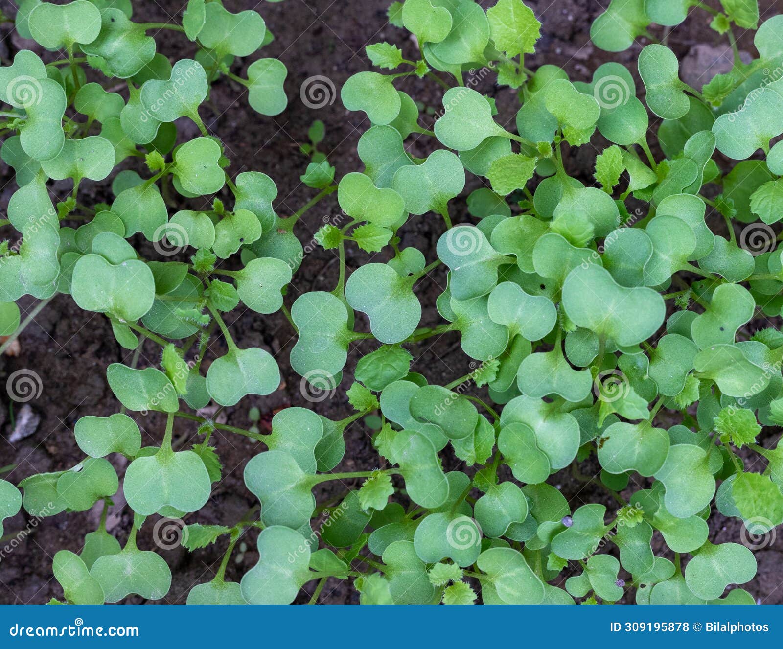 Radish Seeds Germination Top View Stock Photo - Image of growing ...