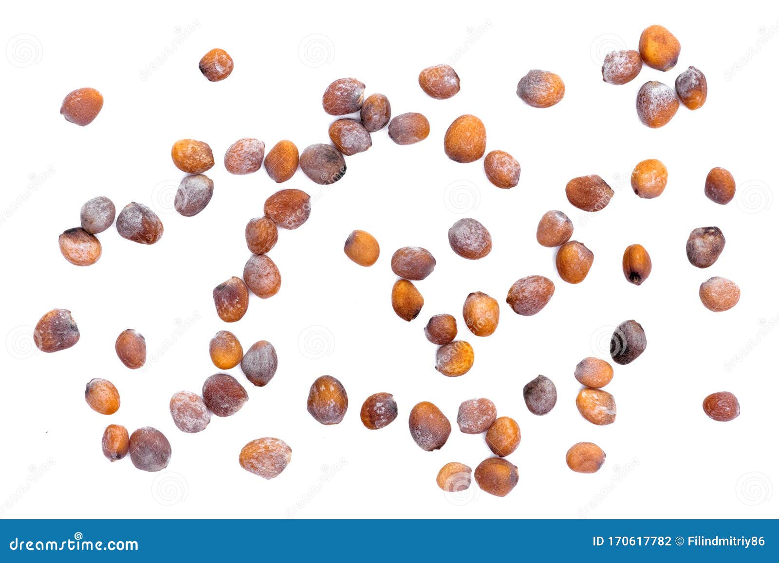 Radish seeds. stock photo. Image of sprout, heap, nature - 170617782