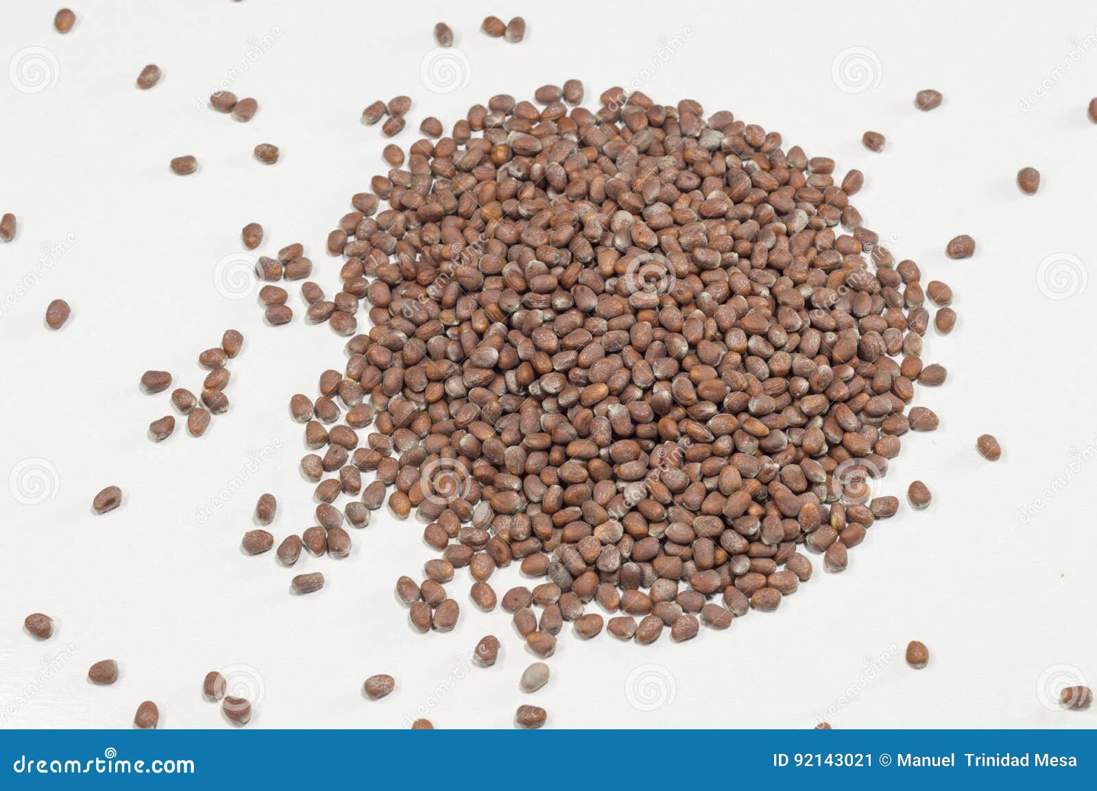 Radish seeds stock image. Image of garden, radish, food - 92143021