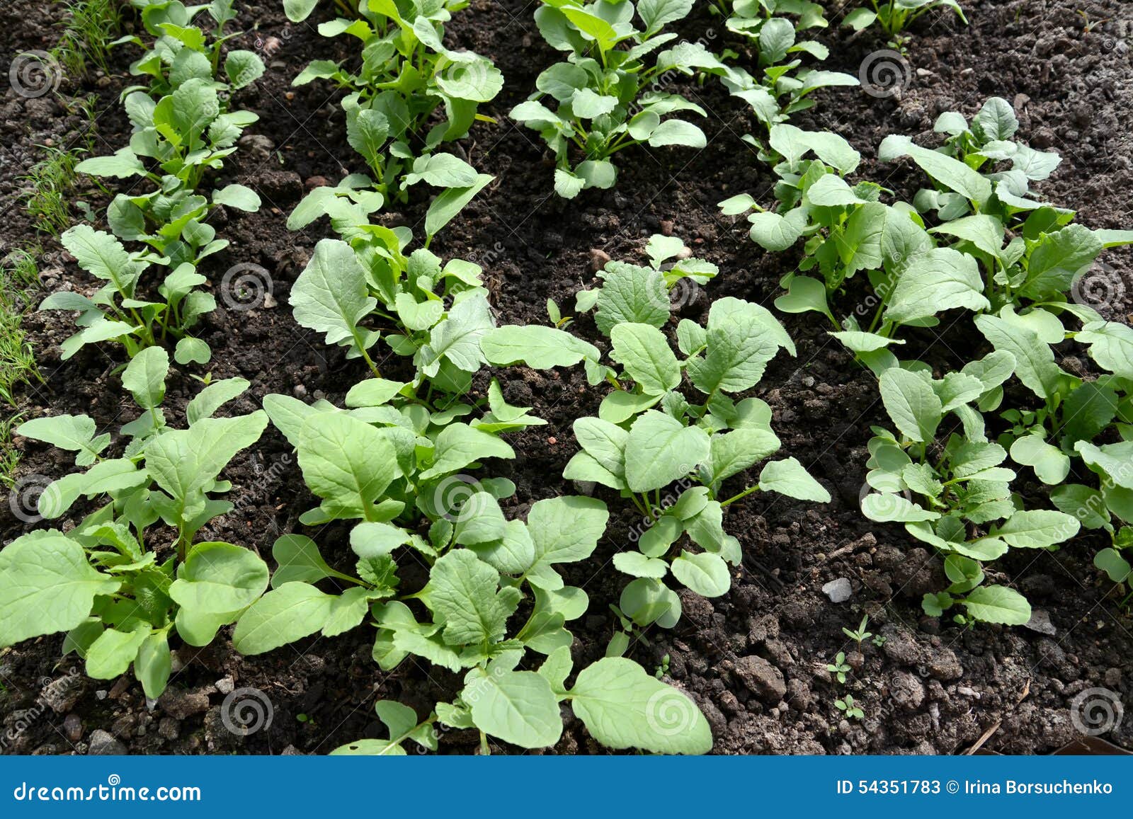 Radish shoots on a bed stock image. Image of vegetable - 54351783