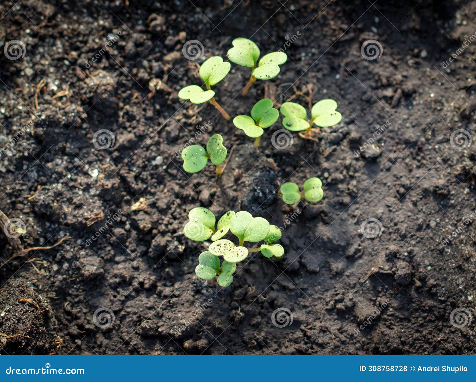 Radish Shoots on the Ground in the Garden. Spring Stock Photo - Image ...