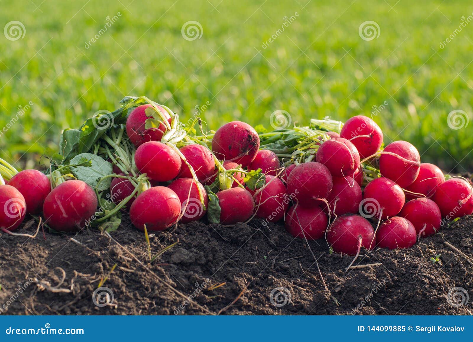 Radish in the spring field stock image. Image of green - 144099885
