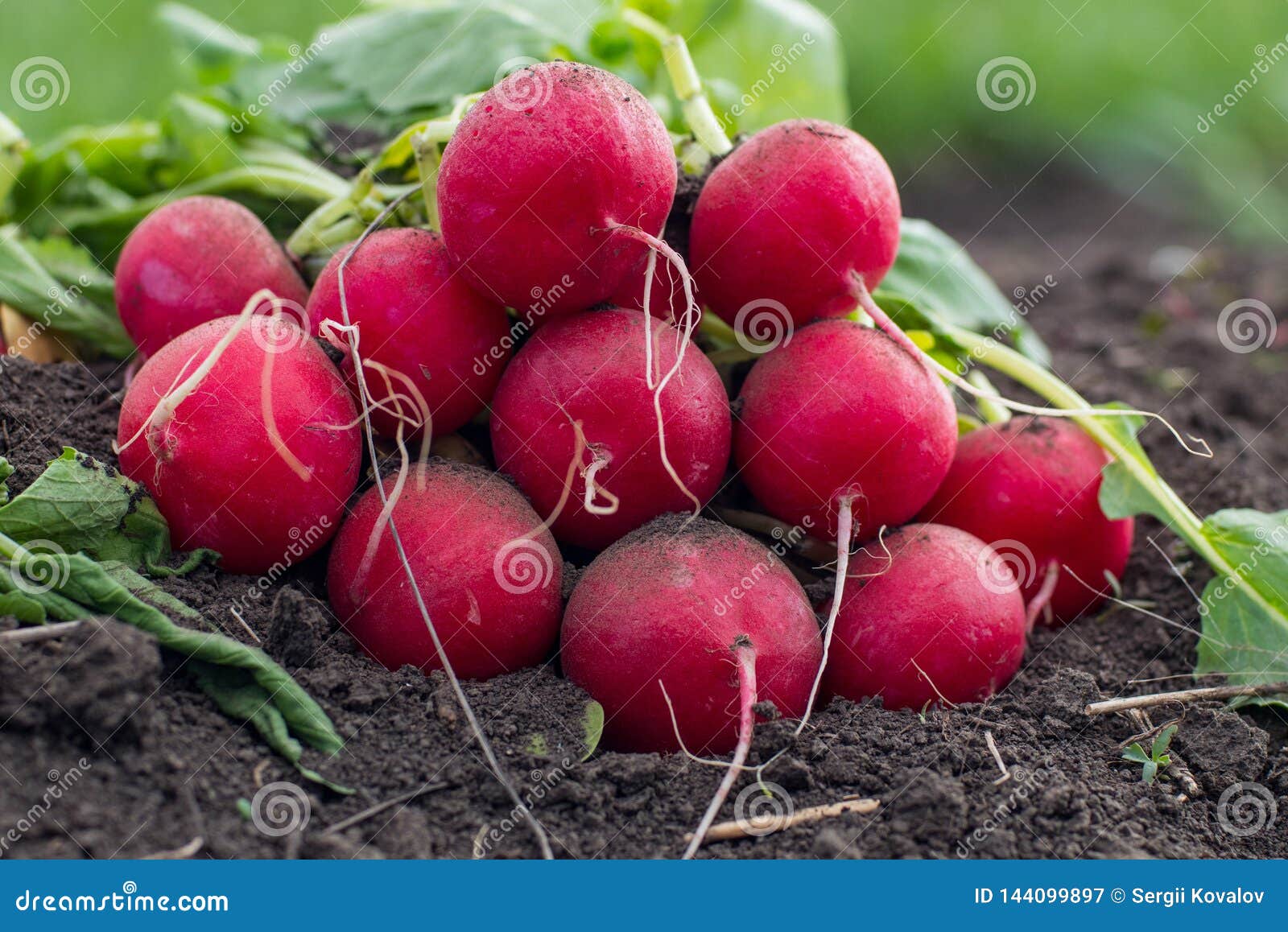 Radish in the spring field stock image. Image of ripe - 144099897