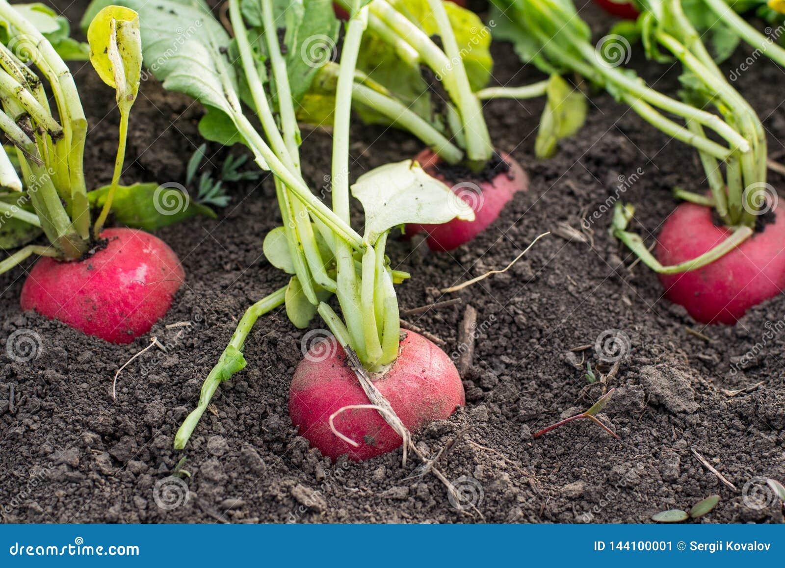 Radish in the spring field stock image. Image of healthy - 144100001