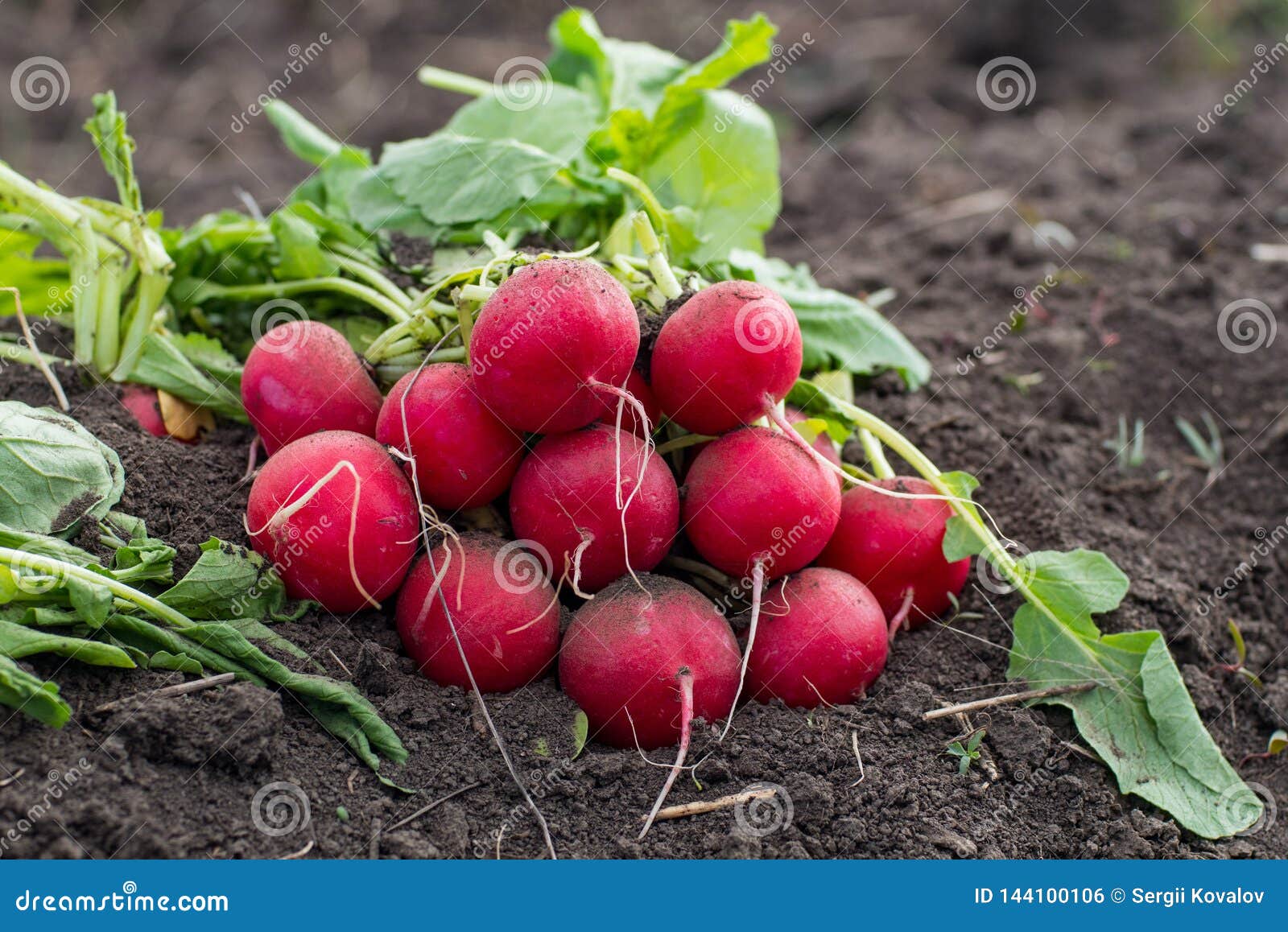 Radish in the spring field stock photo. Image of fields - 144100106