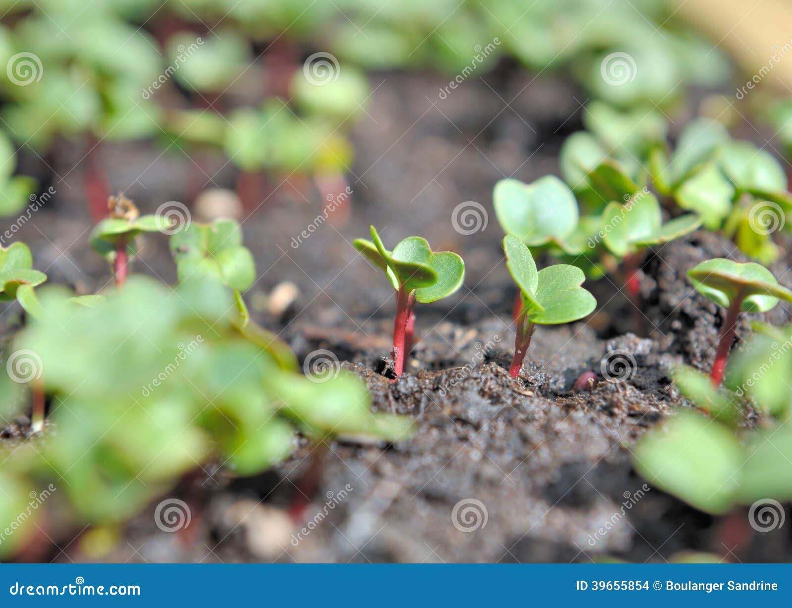 Radish sprout stock photo. Image of garden, vegetation - 39655854