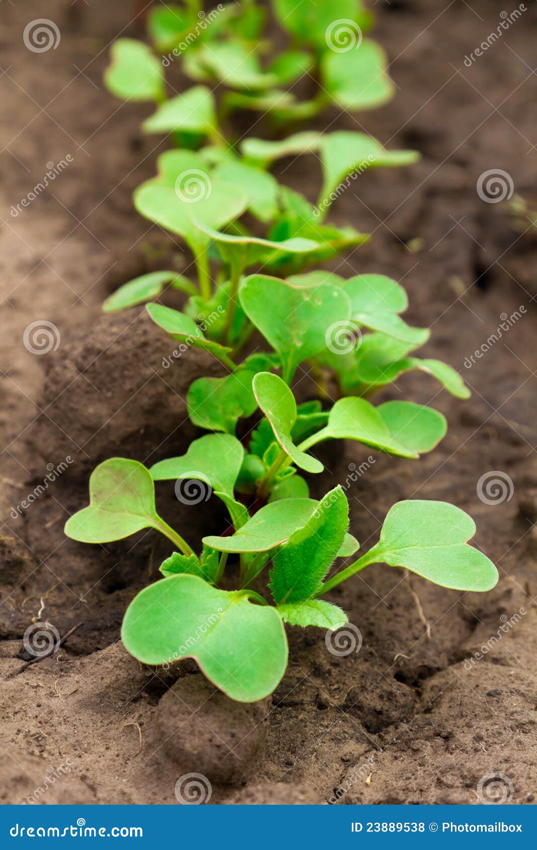 Radish sprouts stock photo. Image of ground, environment - 23889538