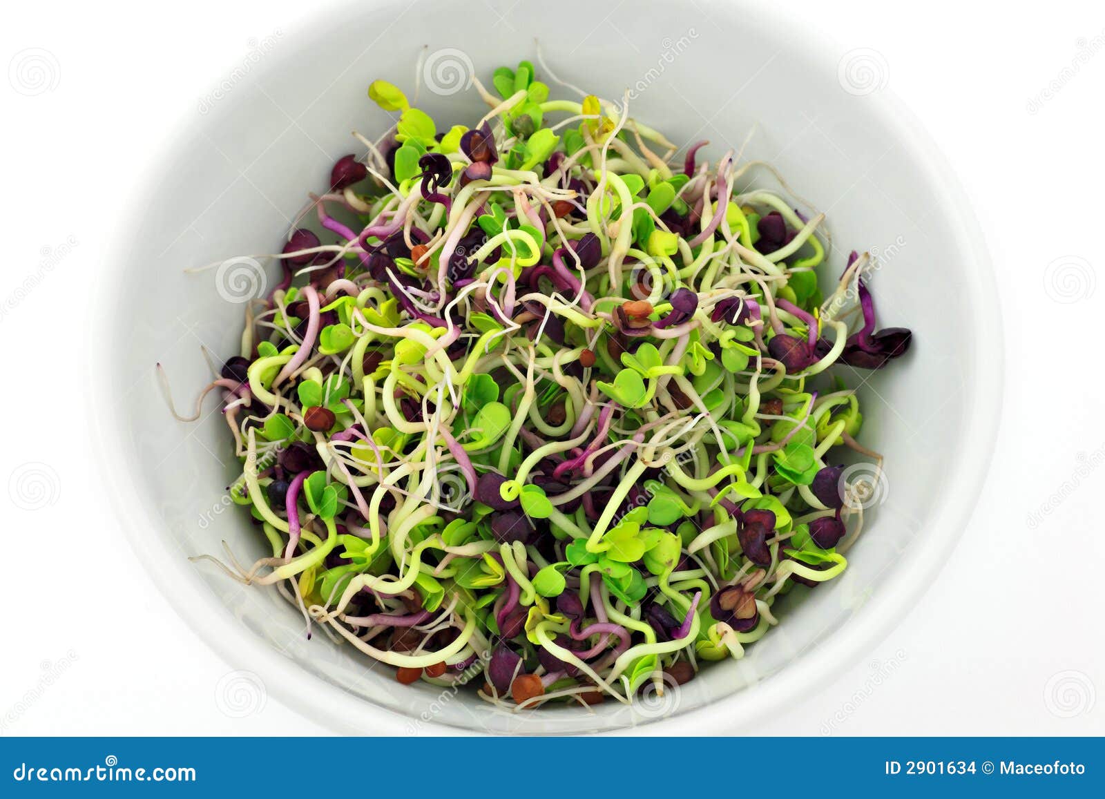 Radish sprouts stock photo. Image of vegetable, bean, food - 2901634