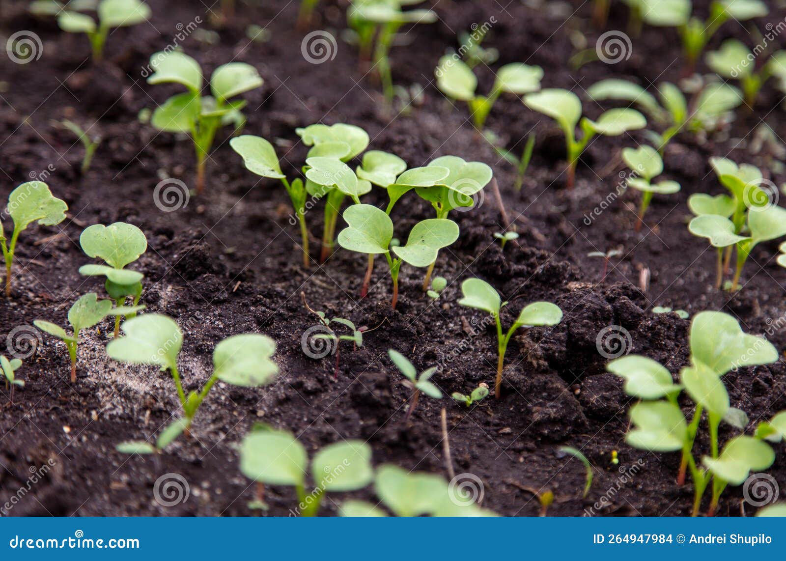 Radish Sprouts Break through the Ground in Spring. Stock Photo - Image ...