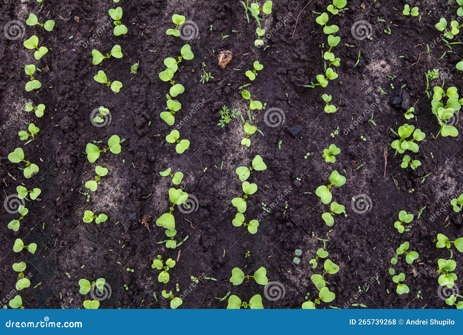 Radish Sprouts Break through the Ground in Spring. Stock Photo - Image ...