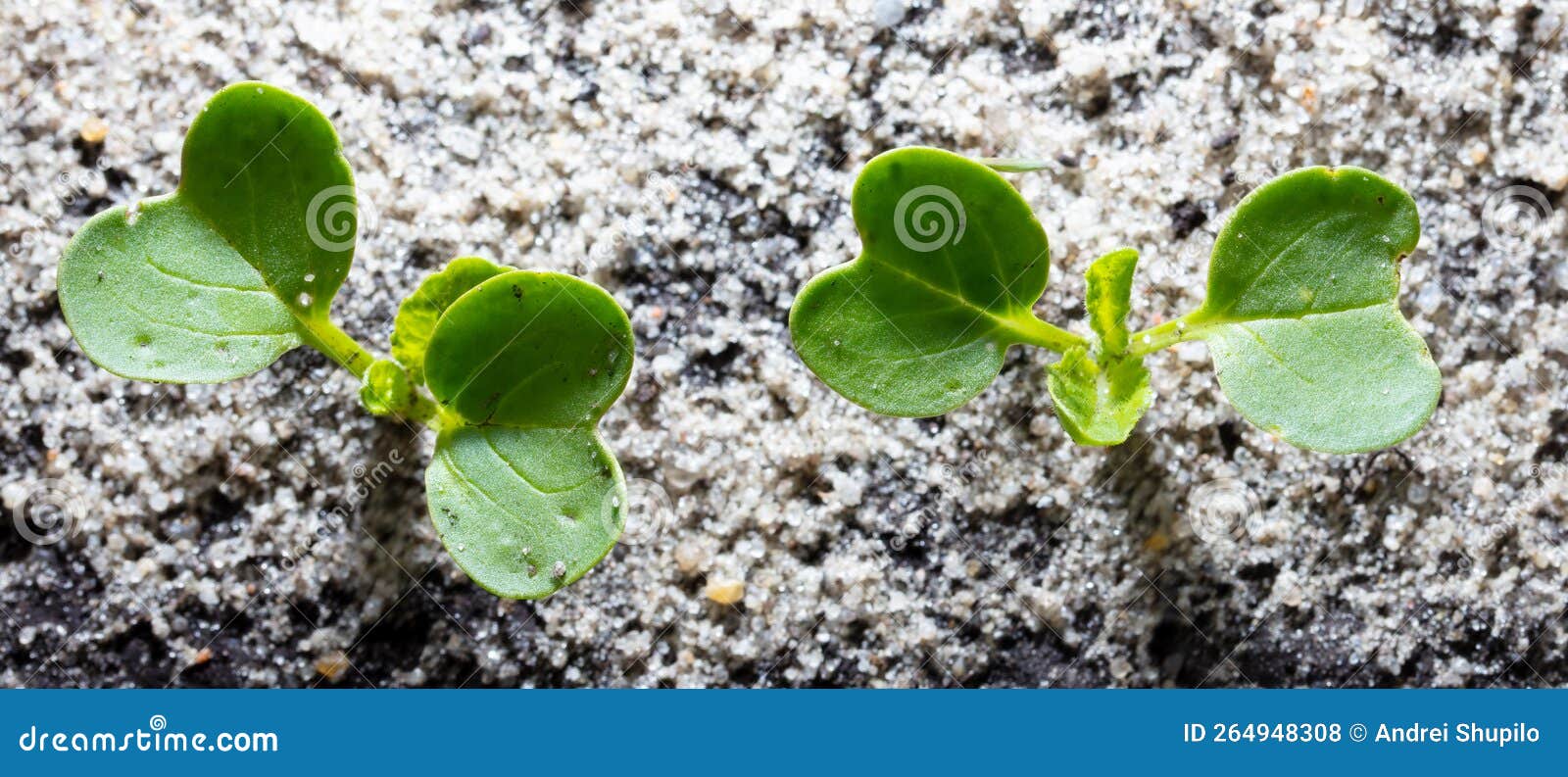 Radish Sprouts Break through the Ground in Spring. Stock Photo - Image ...