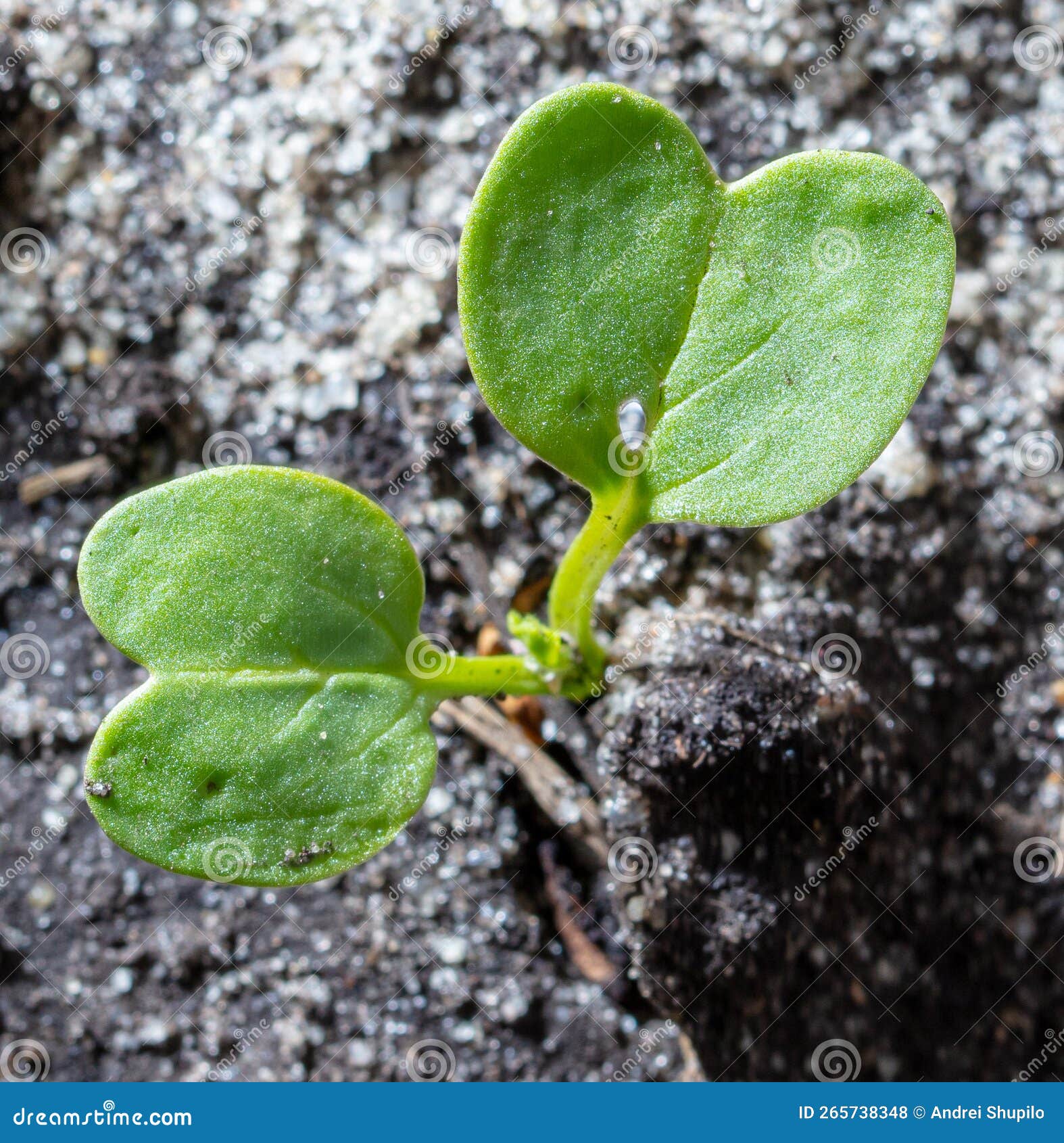 Radish Sprouts Break through the Ground in Spring. Stock Photo - Image ...