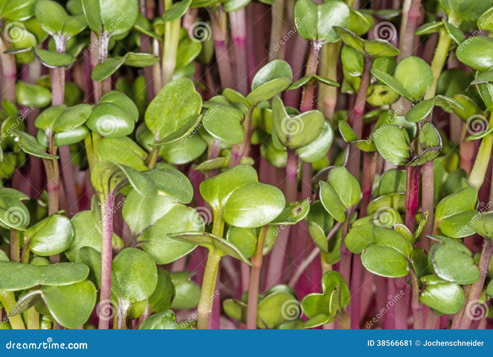 Radish sprouts stock image. Image of crispy, macro, radish - 38566681