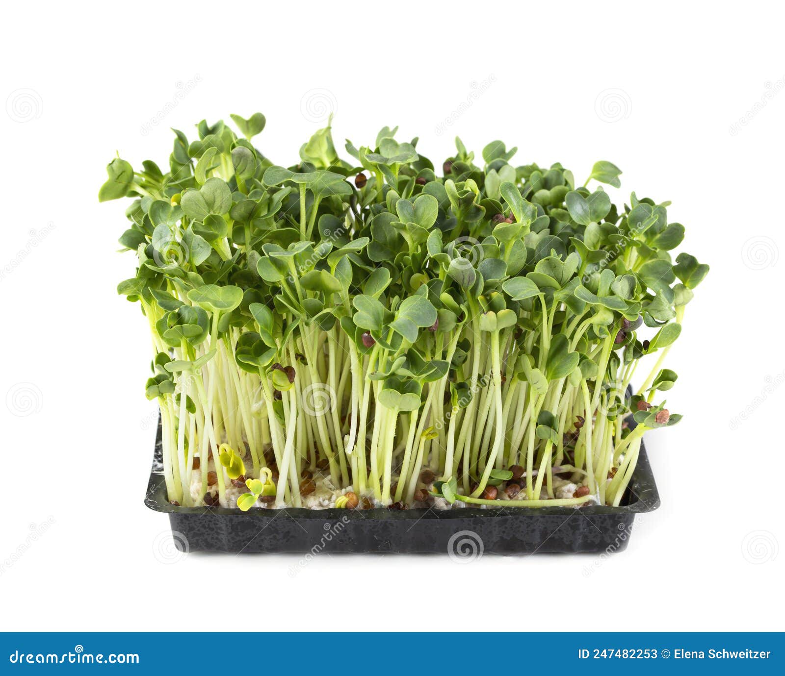 Radish sprouts stock image. Image of protein, microgreen - 247482253