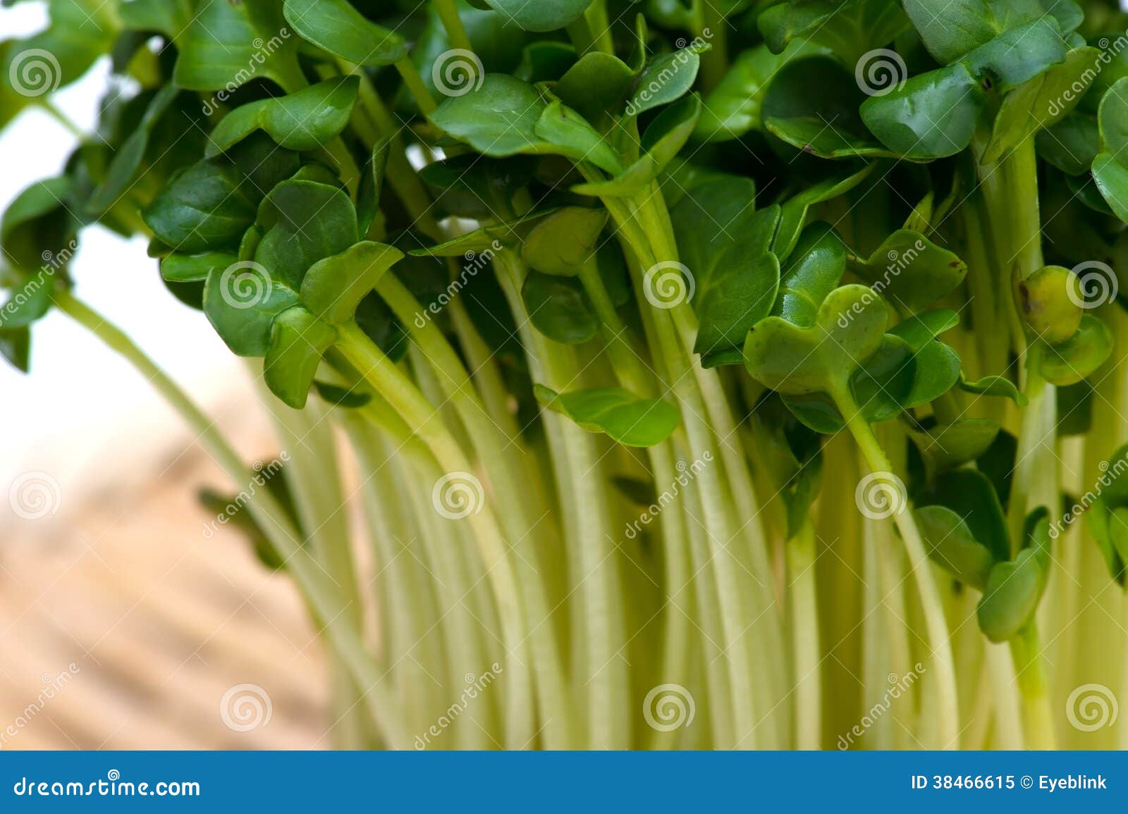 Radish Sprouts-Raphanus Sativus Stock Image - Image of sprout, eating ...