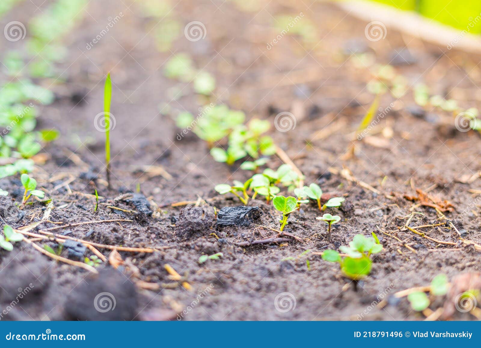 Radish Sprouts Rise in the Garden Bed Close-up Stock Photo - Image of ...