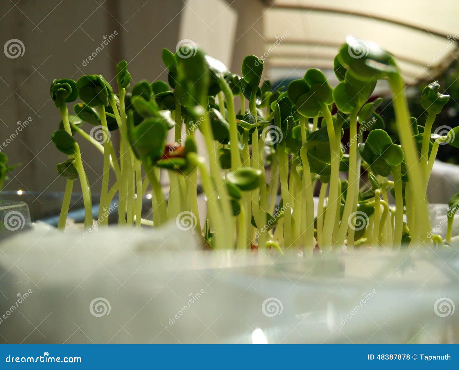 Radish sprouts stock photo. Image of grow, health, vegetarian - 48387878