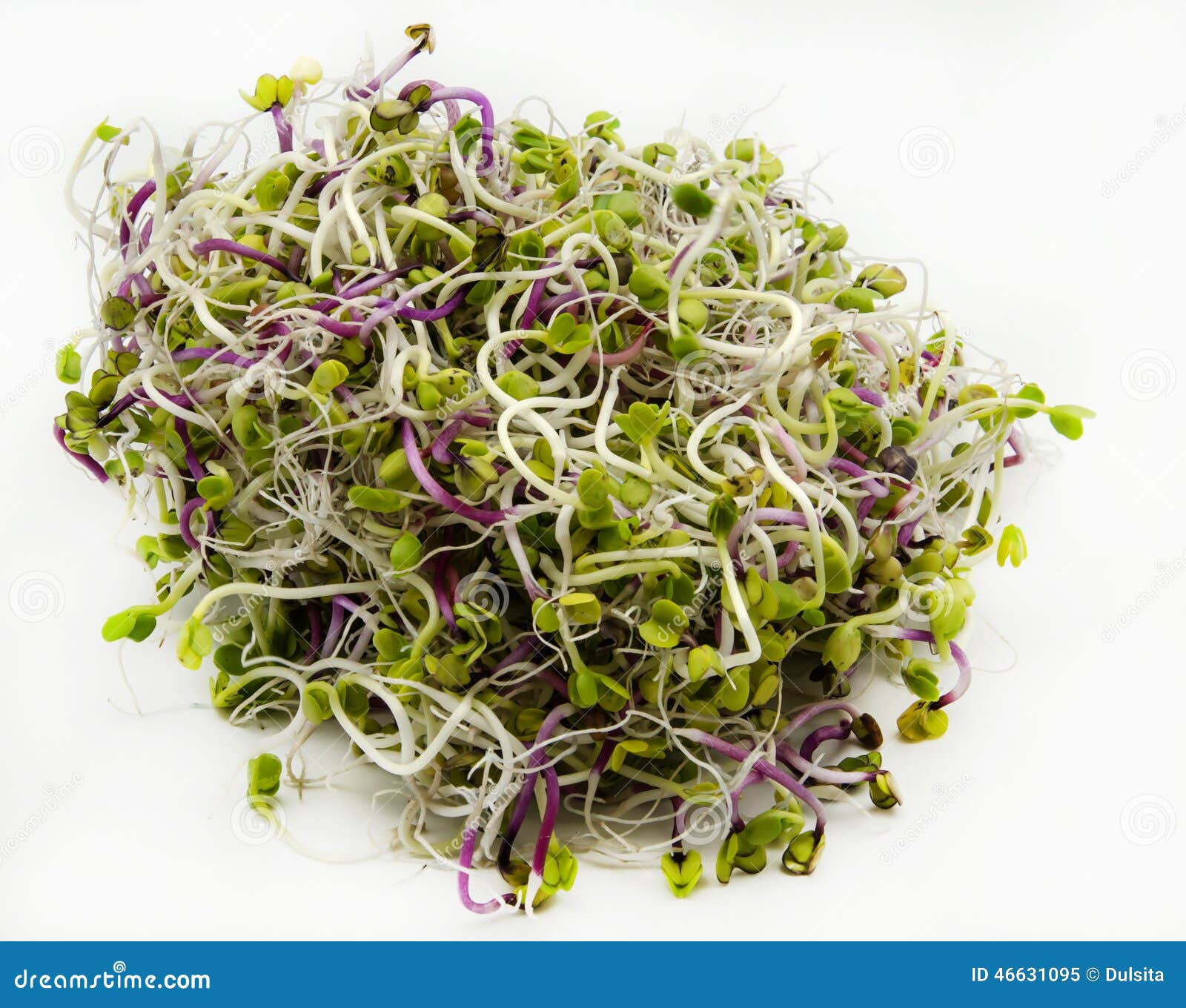 Radish sprouts stock image. Image of salad, cooked, healthy - 46631095
