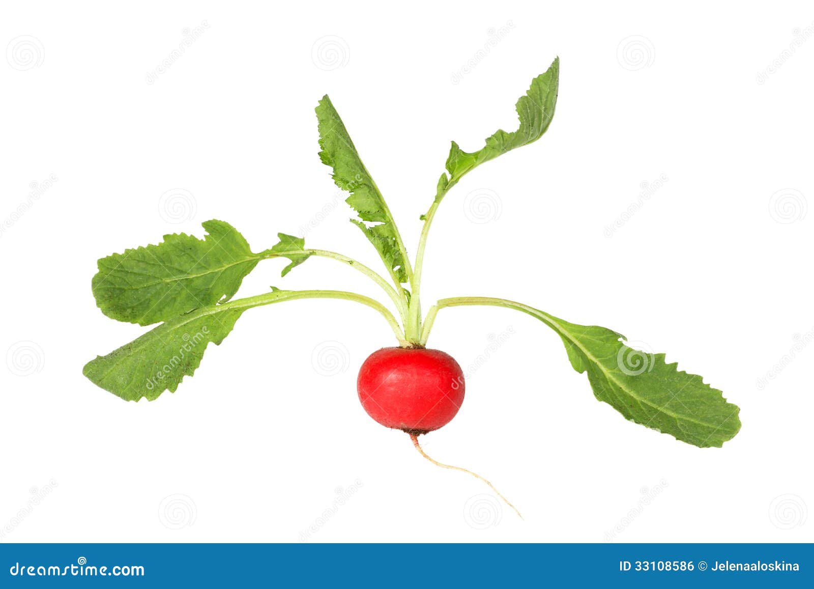 Radish with tops stock photo. Image of leaves, crop, vegan - 33108586