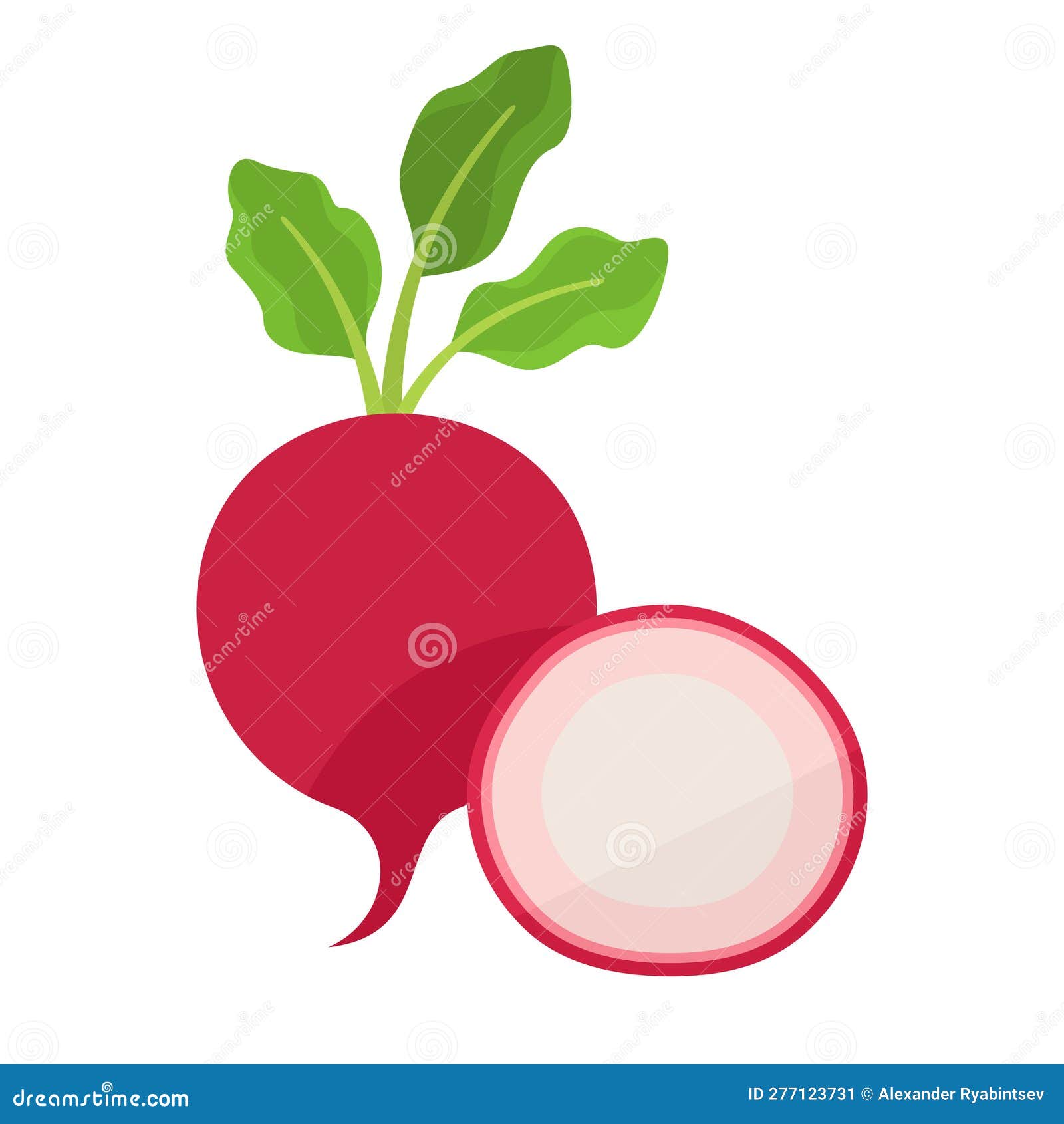 Radish Vector Illustration. Whole and Cut Vegetable on White Background ...