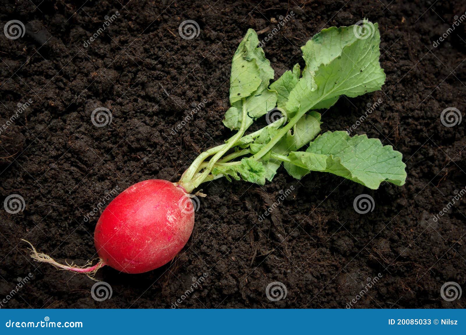 Radish vegetable stock image. Image of cultivation, green - 20085033