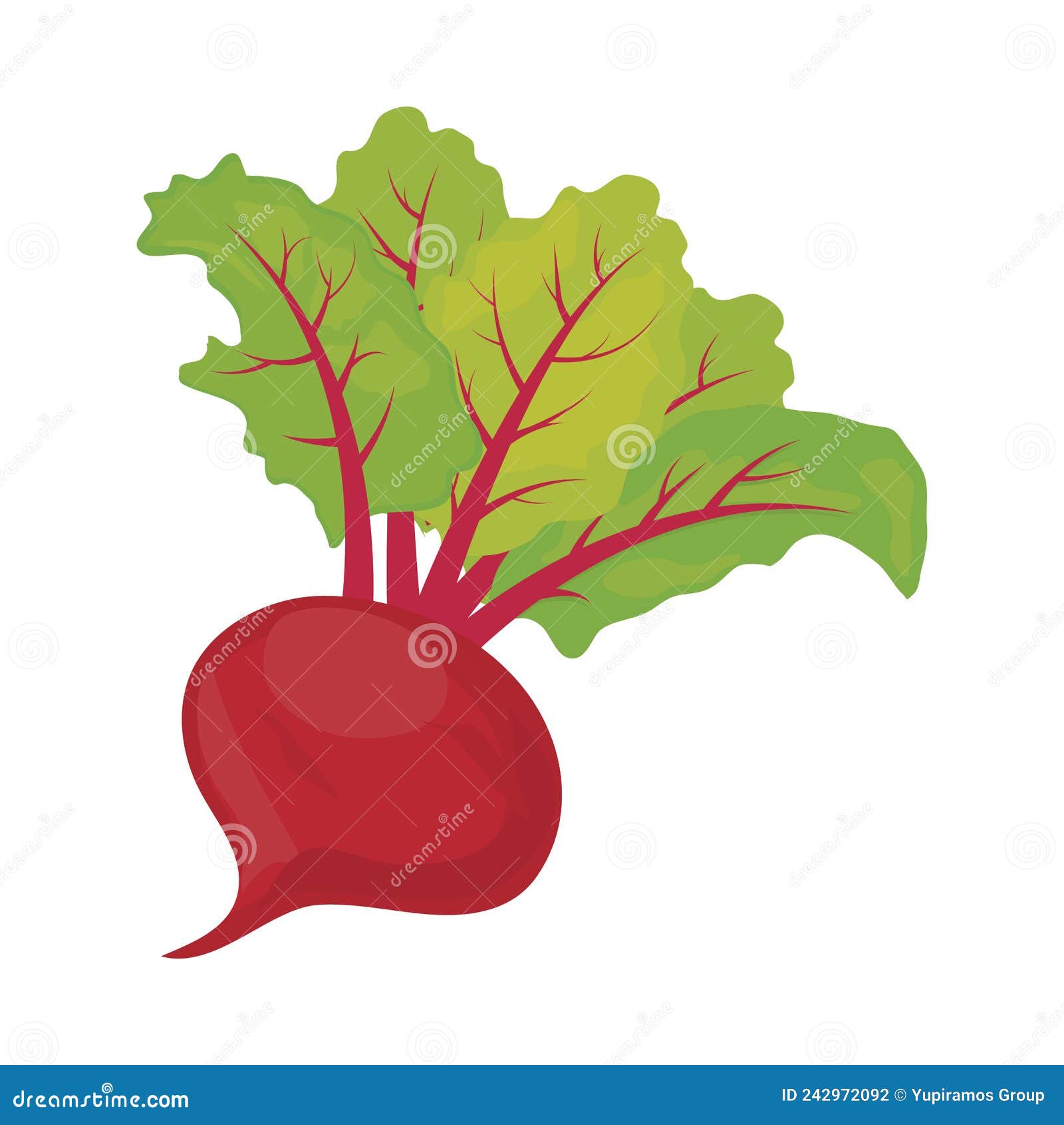 Radish vegetable icon stock vector. Illustration of nutrition - 242972092