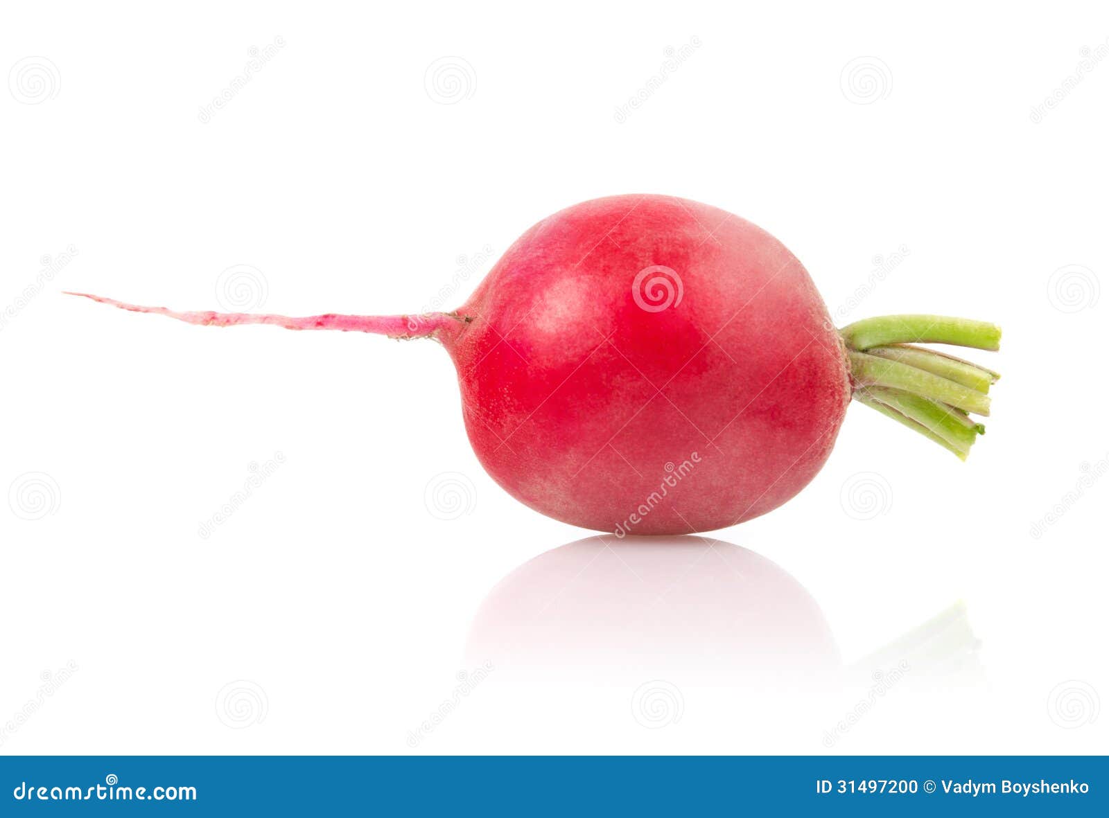 Radish on White Background stock photo. Image of vegetable - 31497200