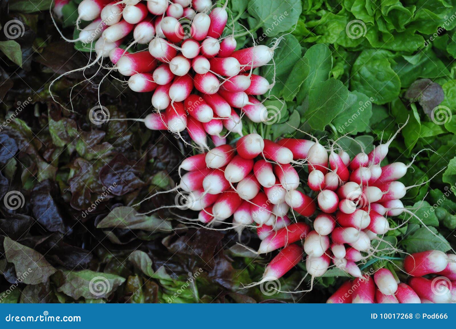 Raish Plant Stock Photos - Free & Royalty-Free Stock Photos from Dreamstime