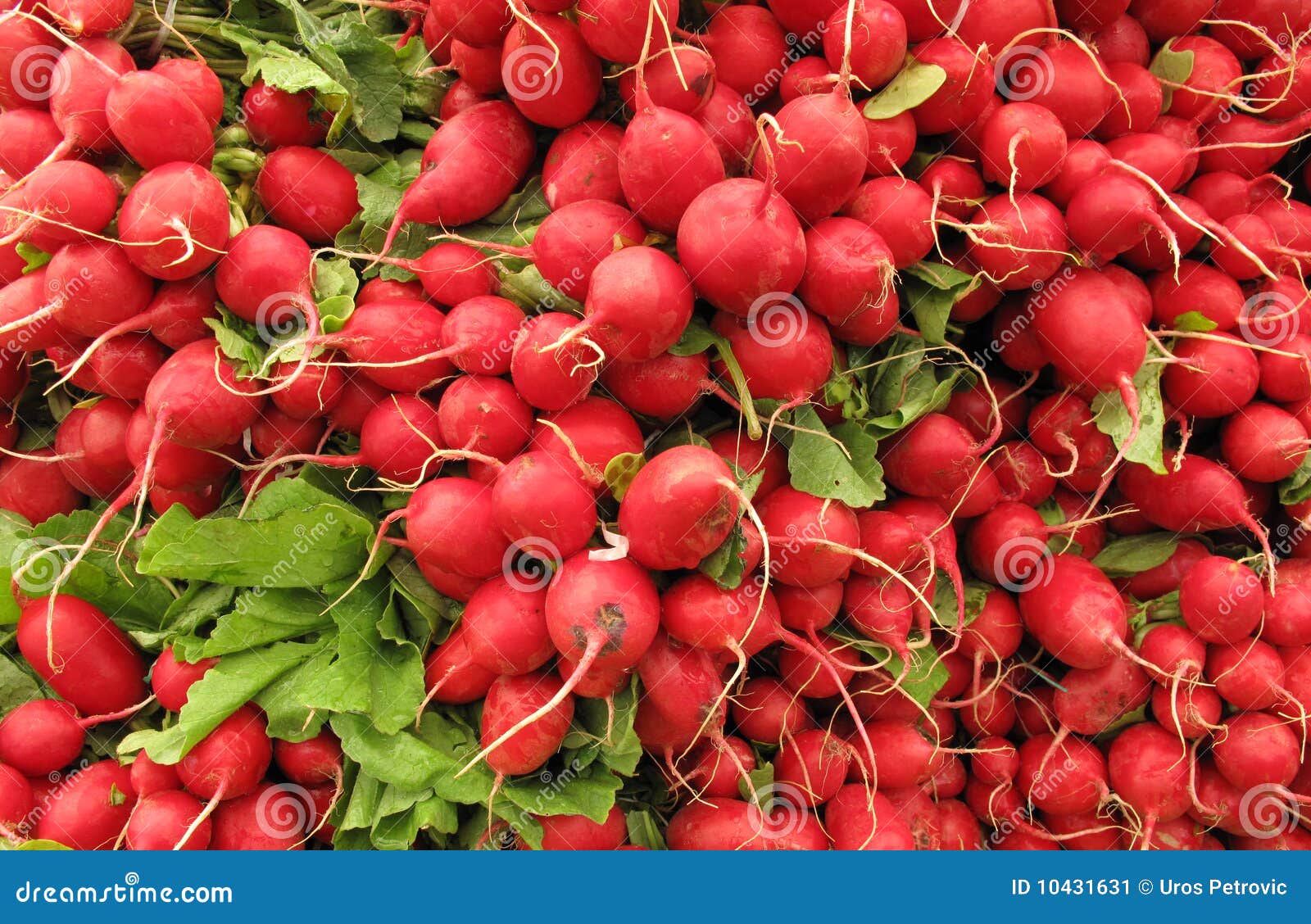 Radishes stock image. Image of healthy, tasty, posy, colour - 10431631