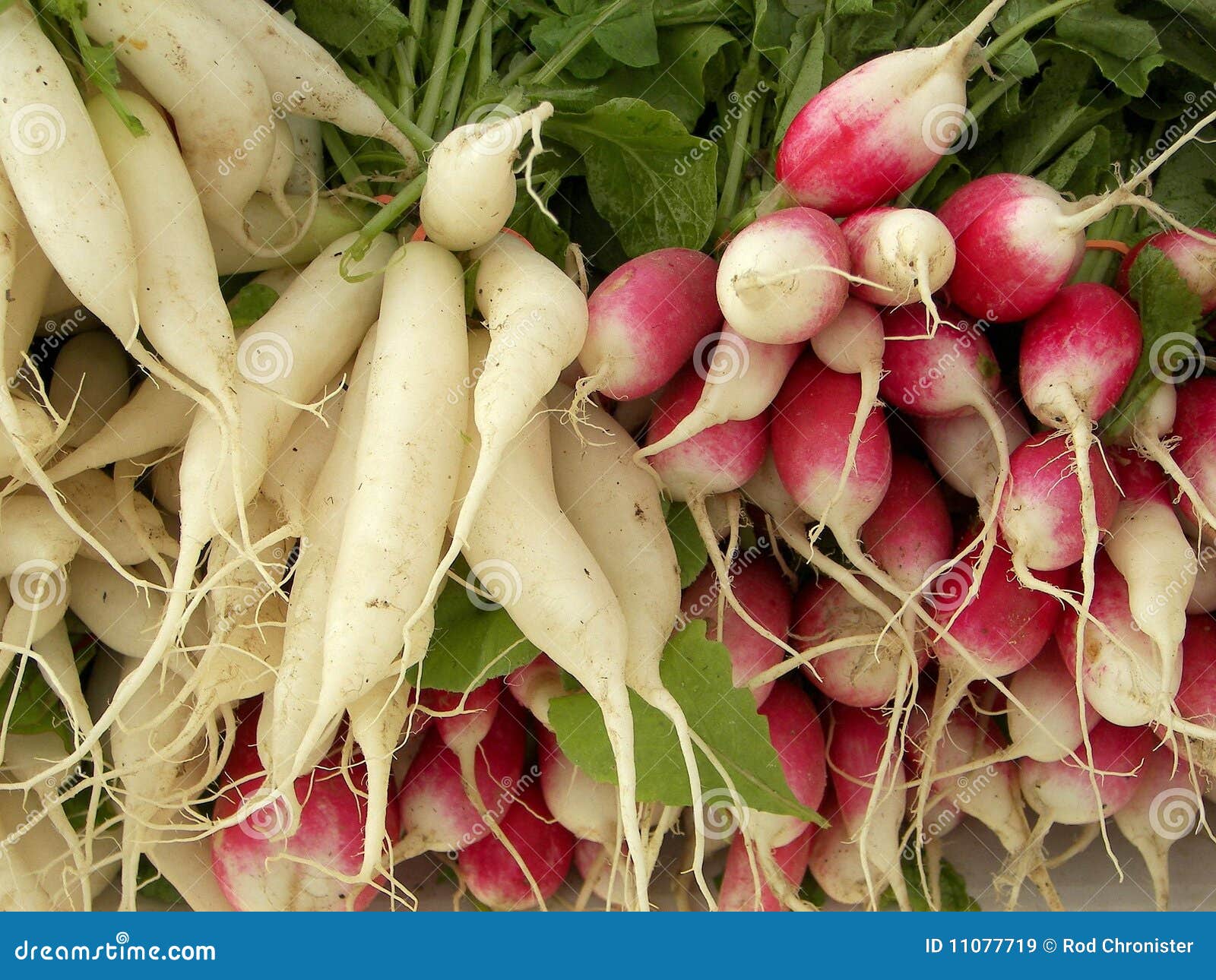 Radishes stock image. Image of gardening, market, cooking - 11077719