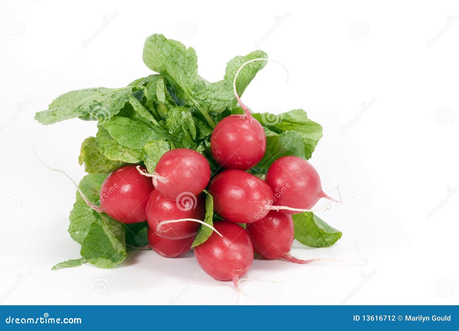 Radishes stock photo. Image of fresh, marilyngould, leaves - 13616712
