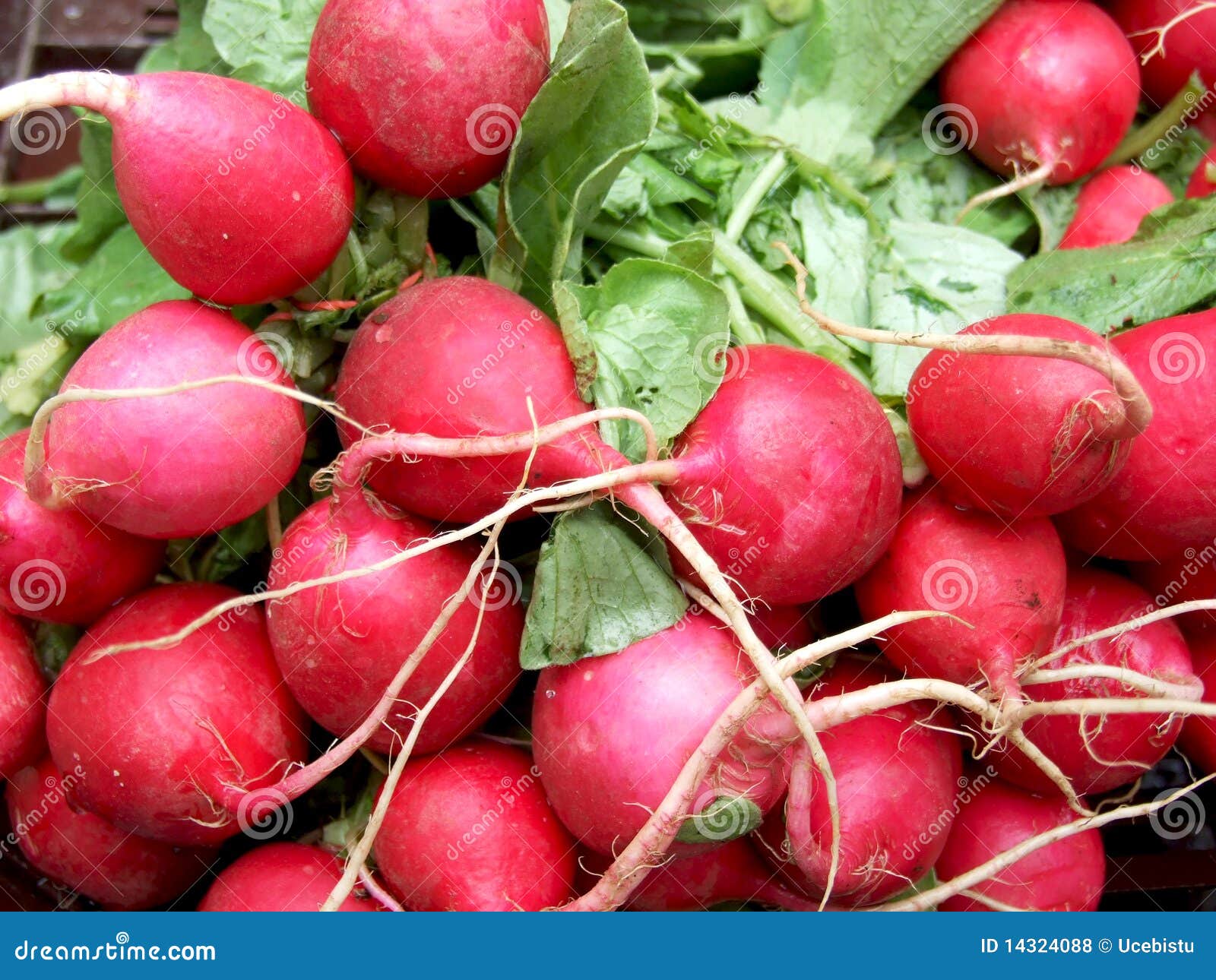 Radishes stock photo. Image of food, root, roots, cooking - 14324088