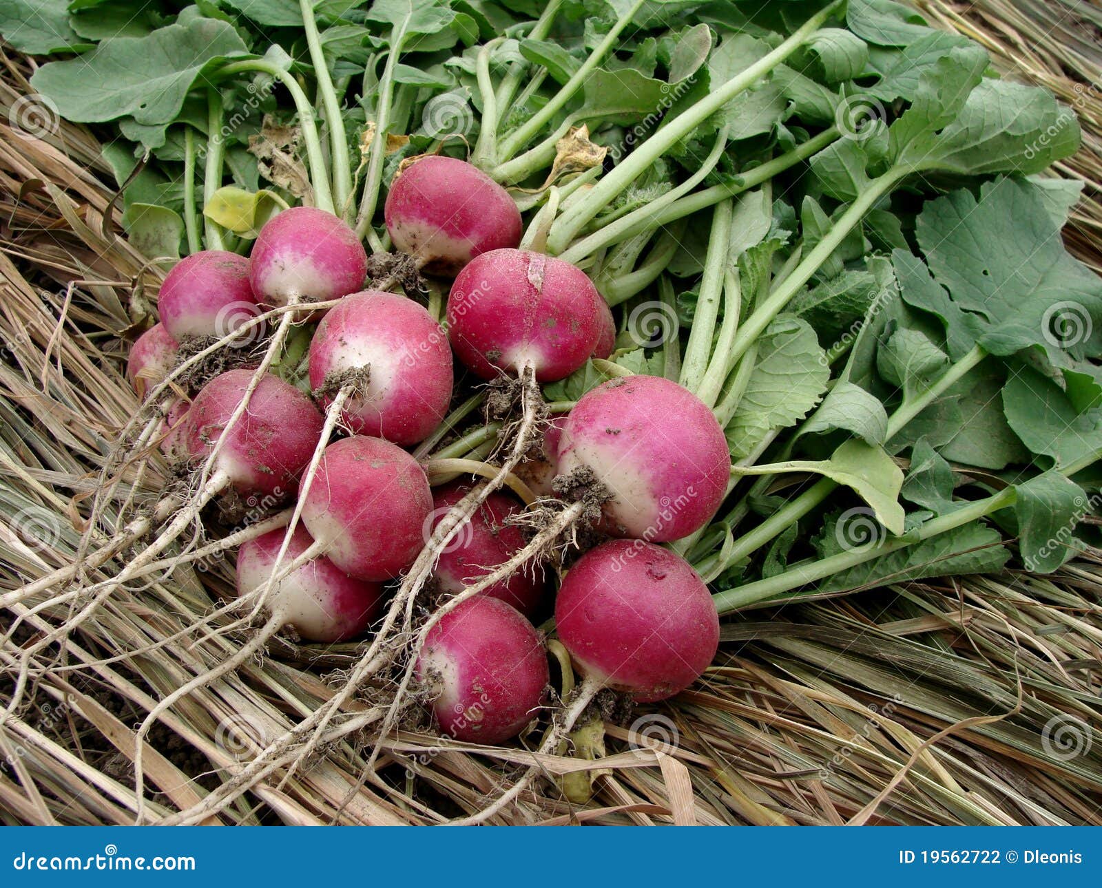 Radishes stock photo. Image of grass, gardening, roots - 19562722