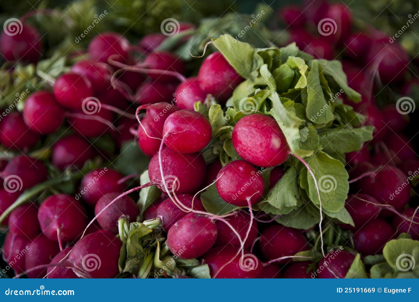 Radishes stock image. Image of health, closeup, bunch - 25191669