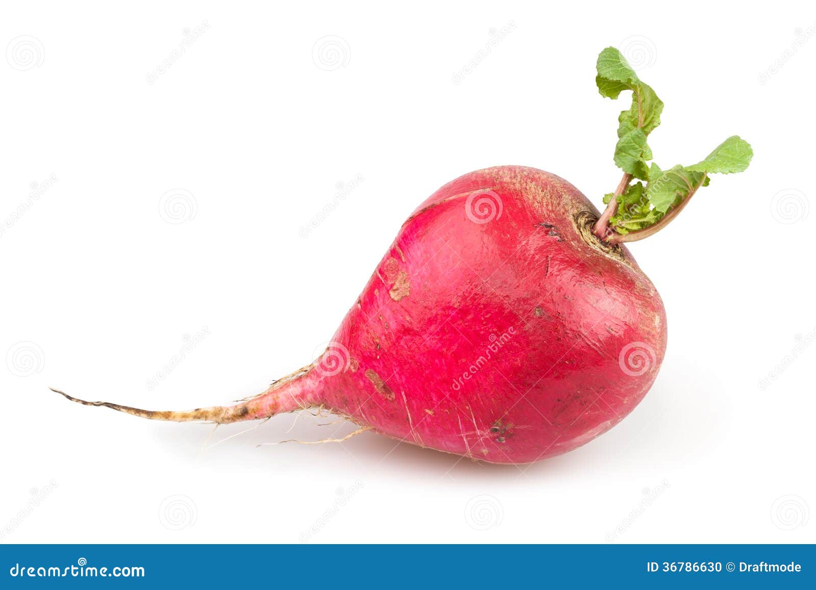 Radishes big one stock photo. Image of vegetables, healthy - 36786630