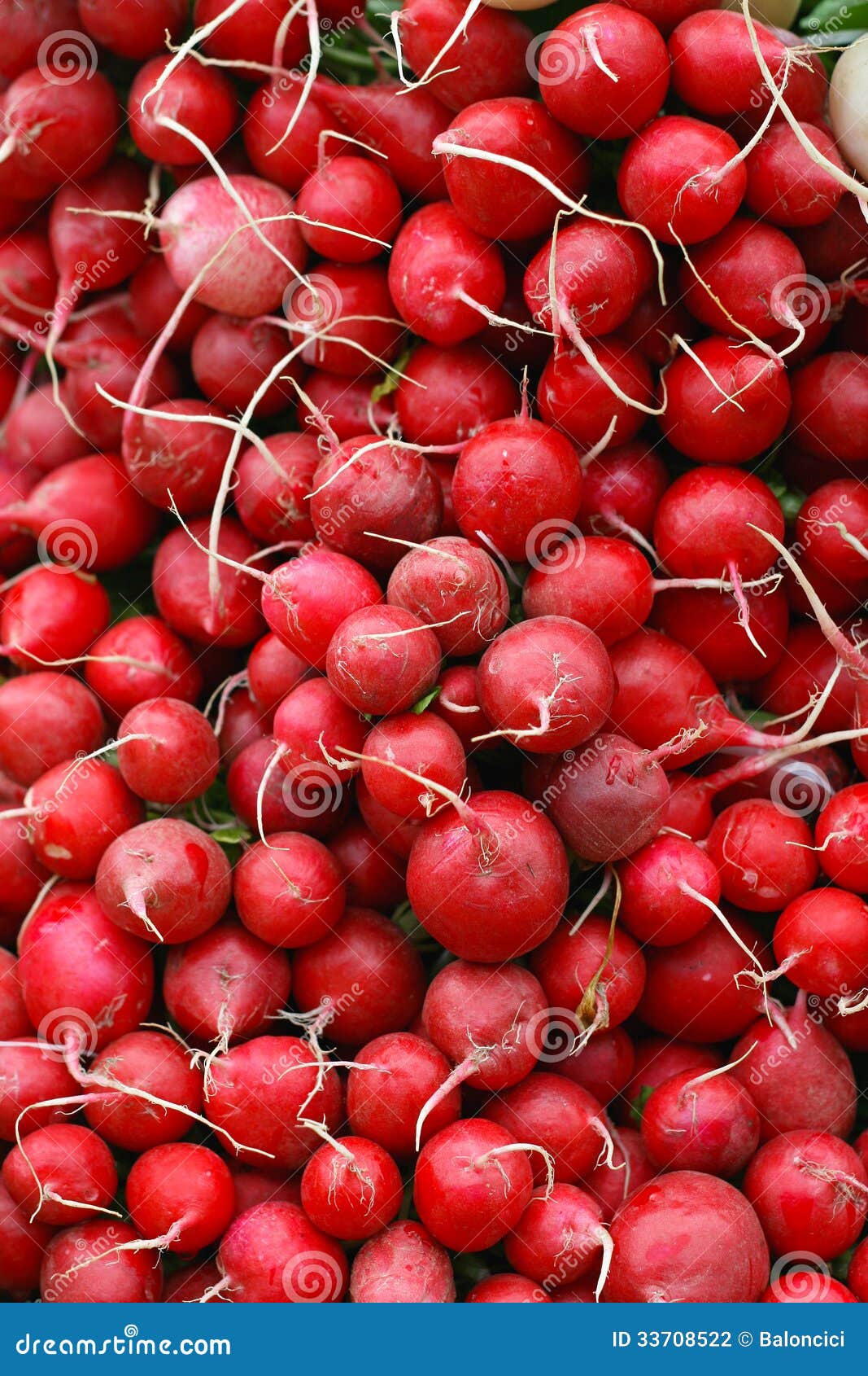 Radishes stock photo. Image of stall, bunch, vegetables - 33708522