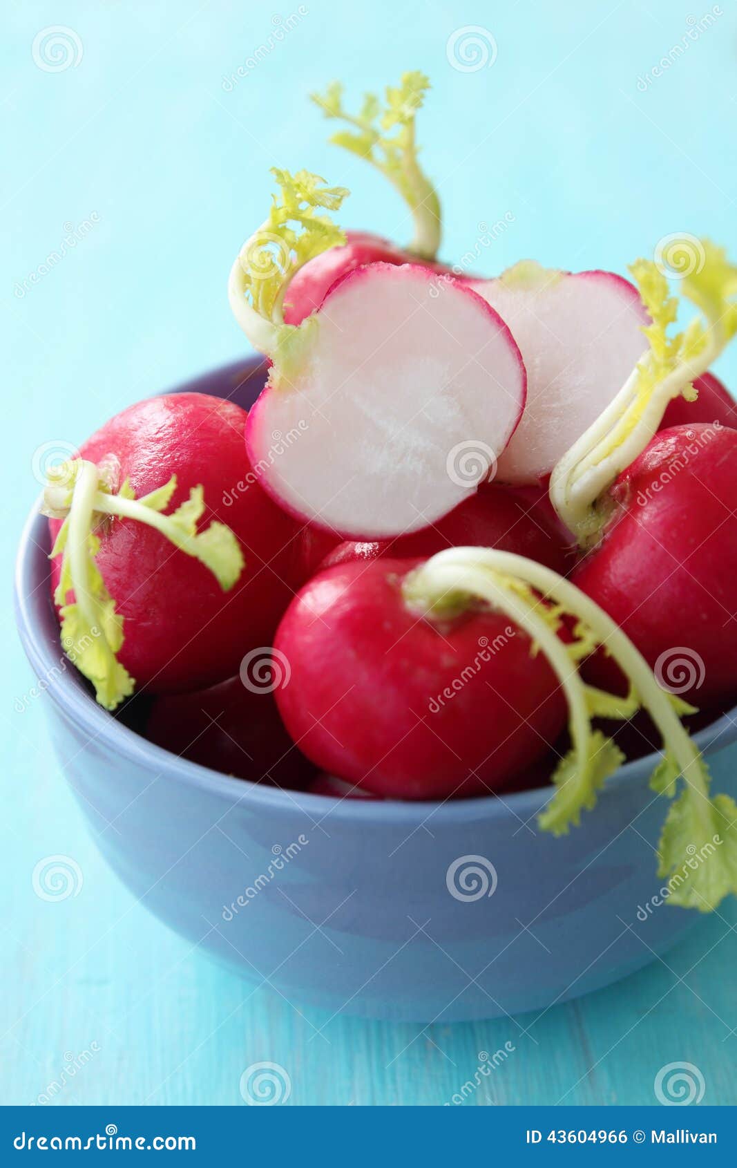 Radishes in a blue bowl stock photo. Image of bowl, people - 43604966