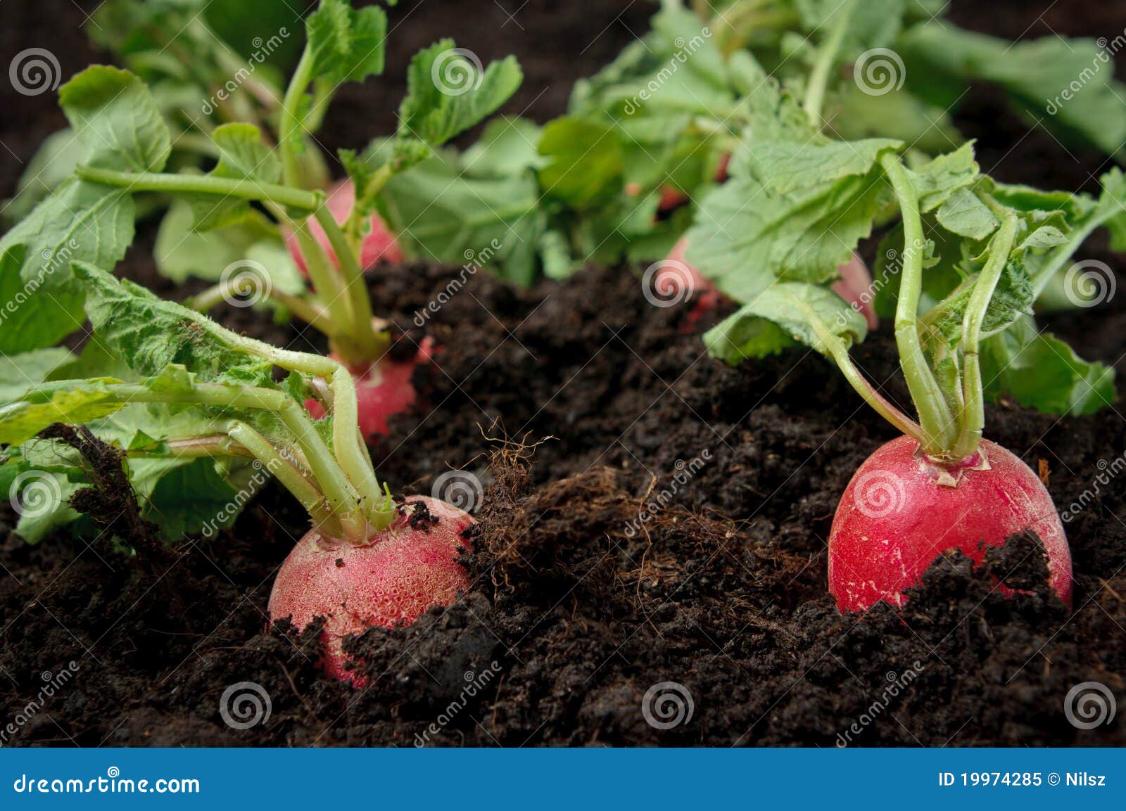 Radishes in the field stock image. Image of vegetable - 19974285