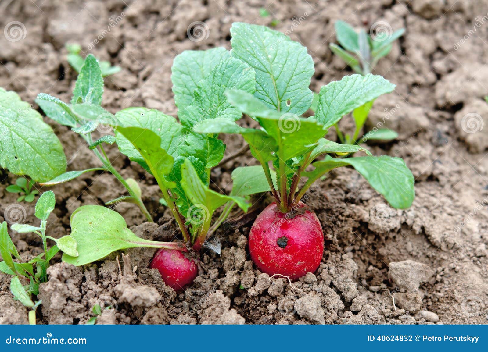 Radishes in the field stock photo. Image of growing, cultivated - 40624832