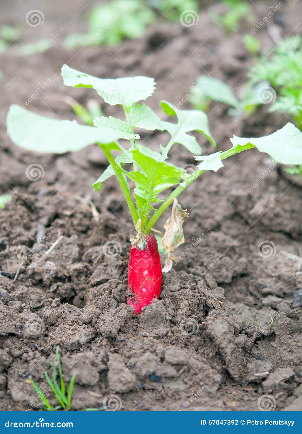 Radishes in the field stock photo. Image of plants, vegetarian - 67047392