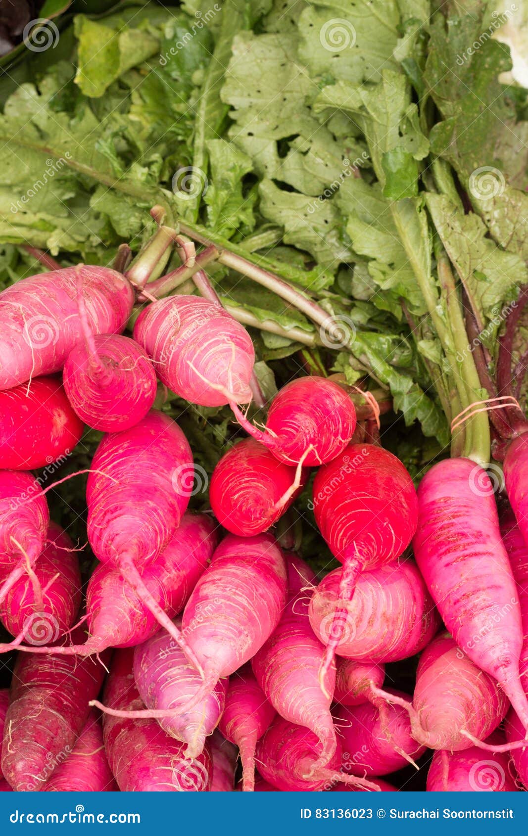 Radishes Freshly Pulled Close-up Radishes Stock Image - Image of ...