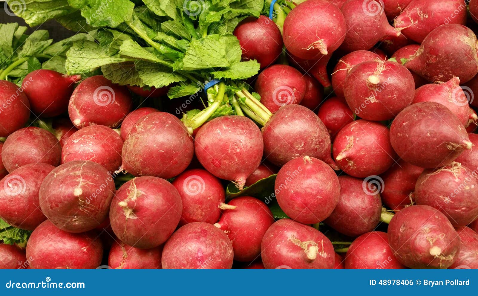 Radishes stock photo. Image of fresh, radishes, green - 48978406