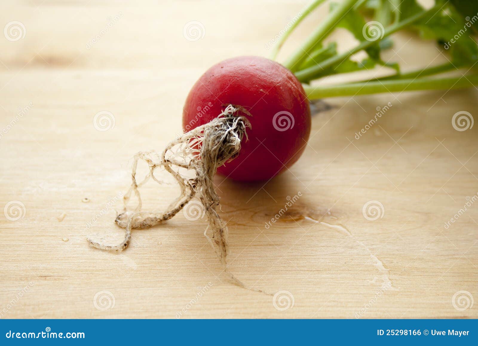 Radishes with root stock photo. Image of wood, radishes - 25298166