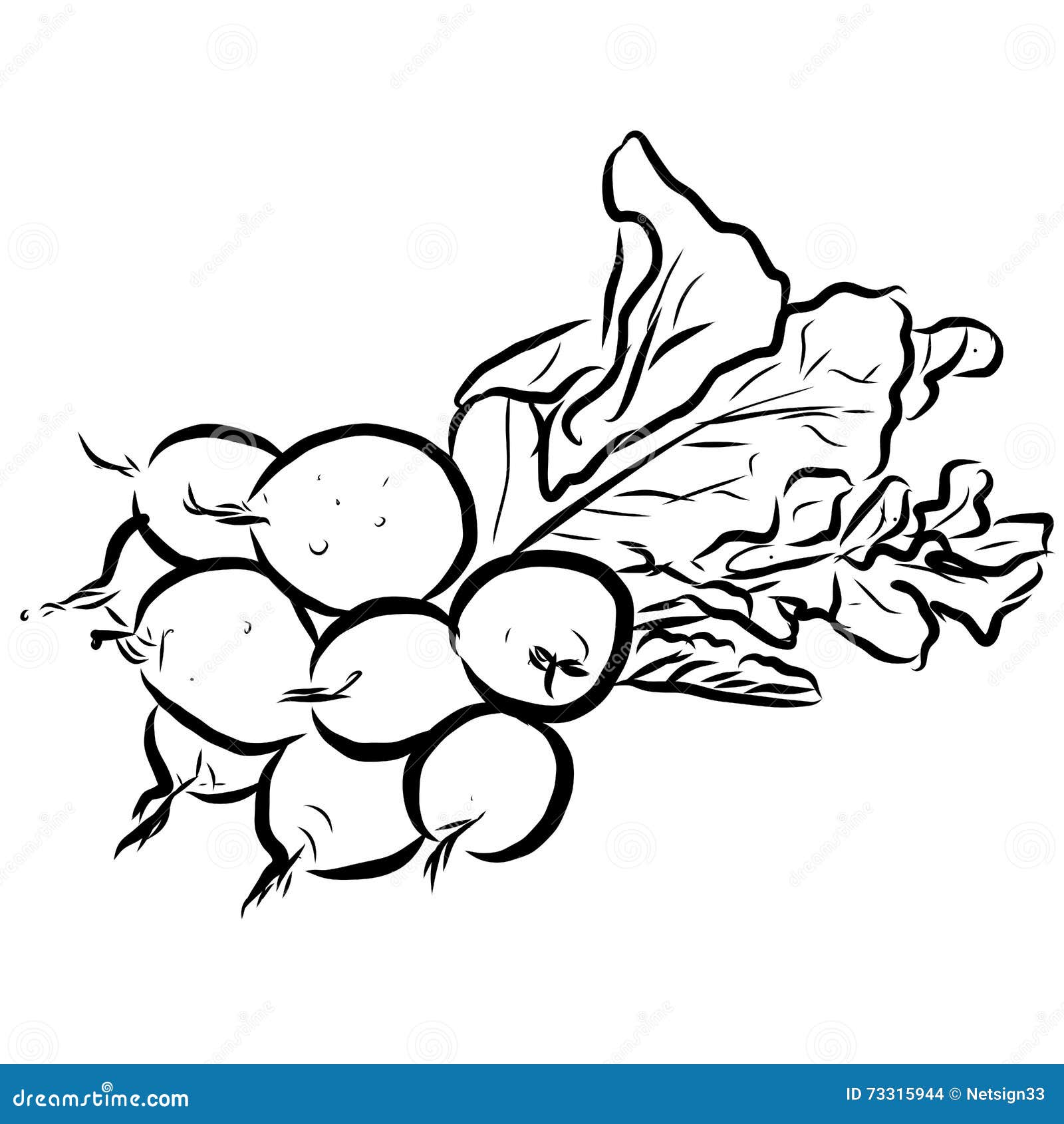 Radishes Vector Outline Sketch Stock Vector - Illustration of celery ...
