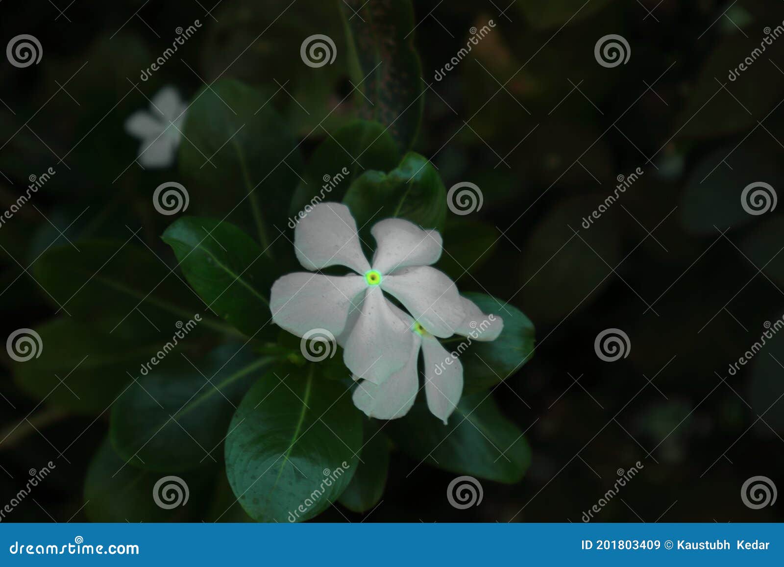 Radium Color Stock Photos - Free & Royalty-Free Stock Photos from ...