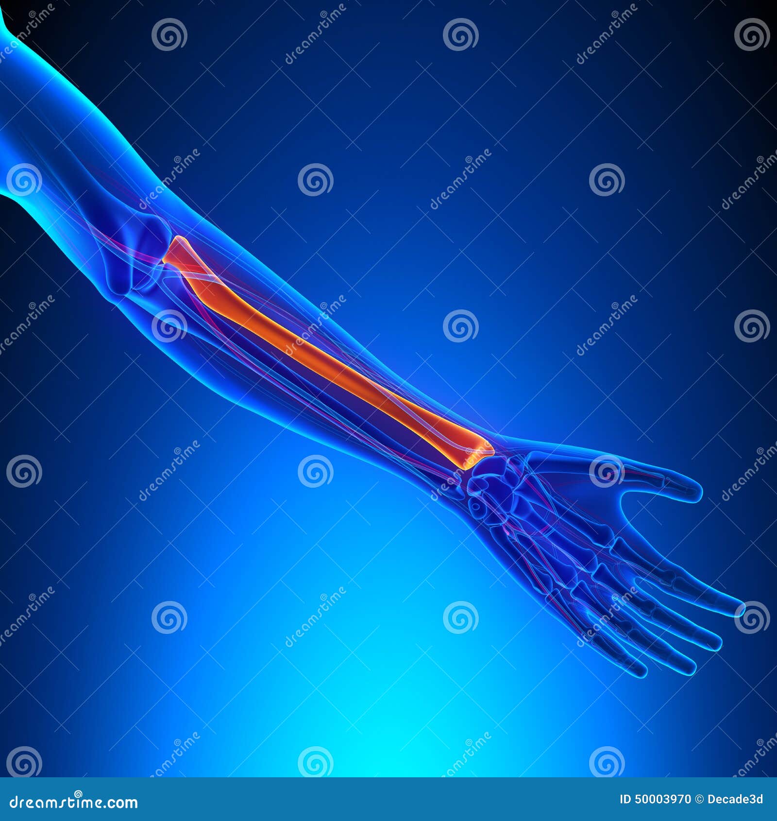 Radius Anatomy Bone with Ciculatory System Stock Photo - Image of ...