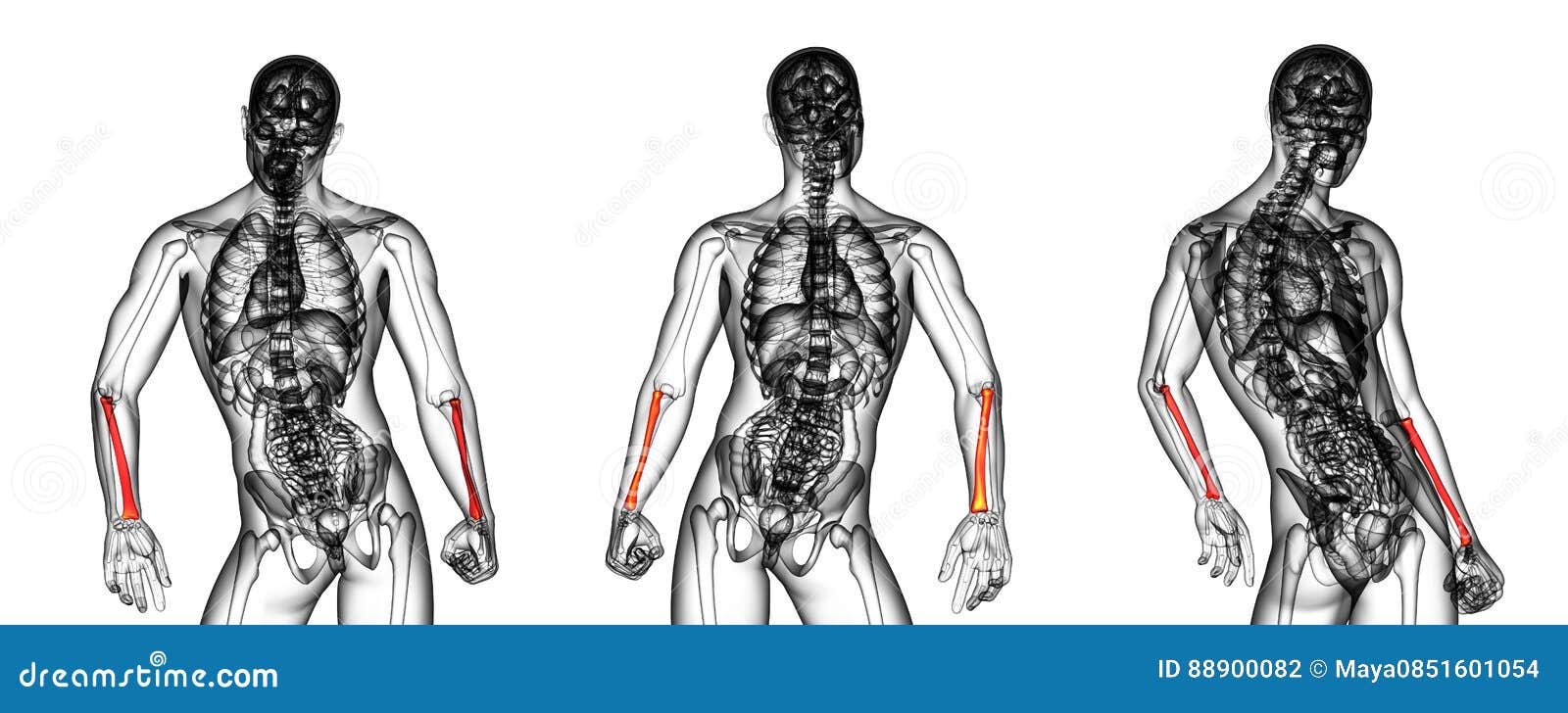 Radius bone stock illustration. Illustration of muscle - 88900082