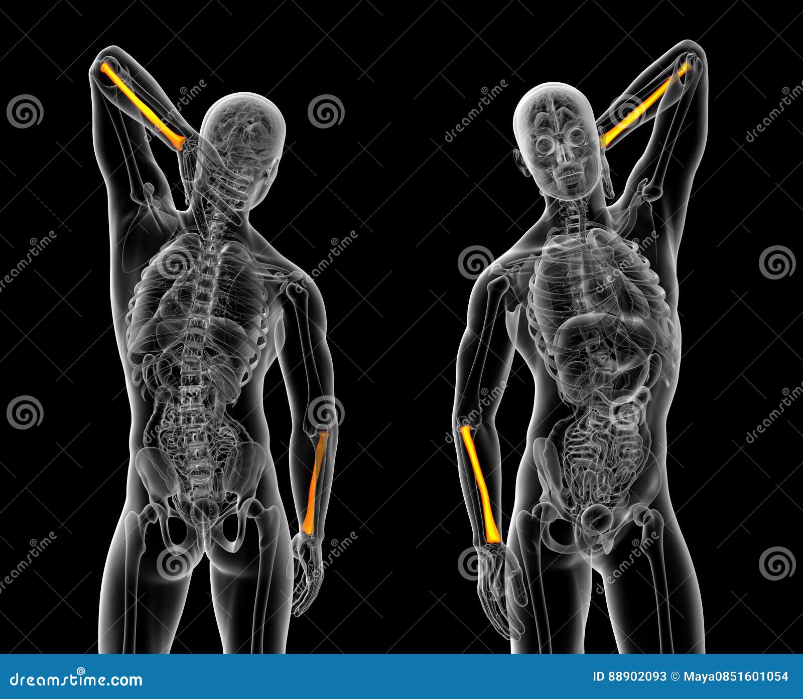 Radius bone stock illustration. Illustration of organism - 88902093
